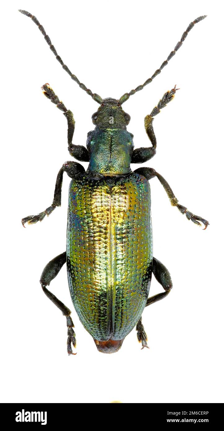 Reed beetle on white Background - Plateumaris sericea (Linnaeus, 1761 ...