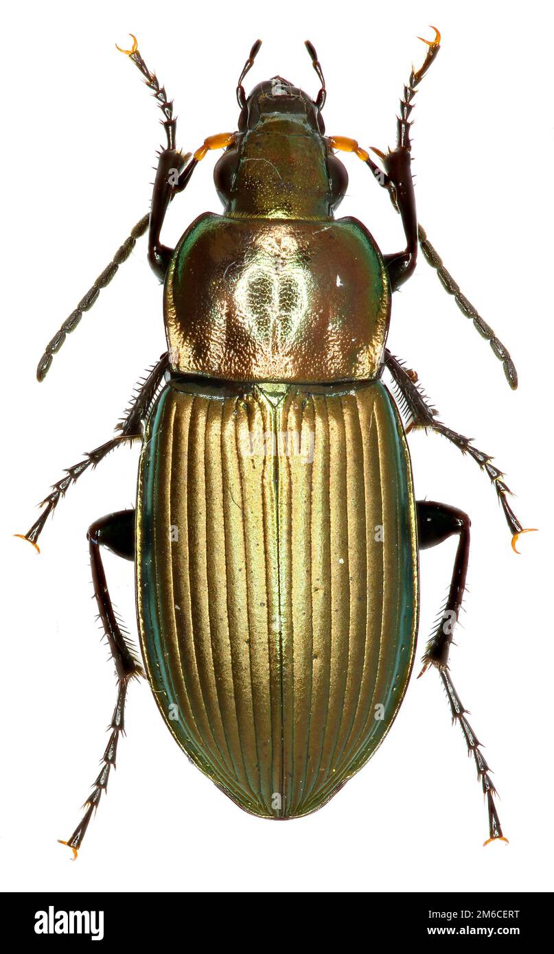 Ground Beetle Poecilus on white Background - Poecilus cupreus (Linnaeus ...