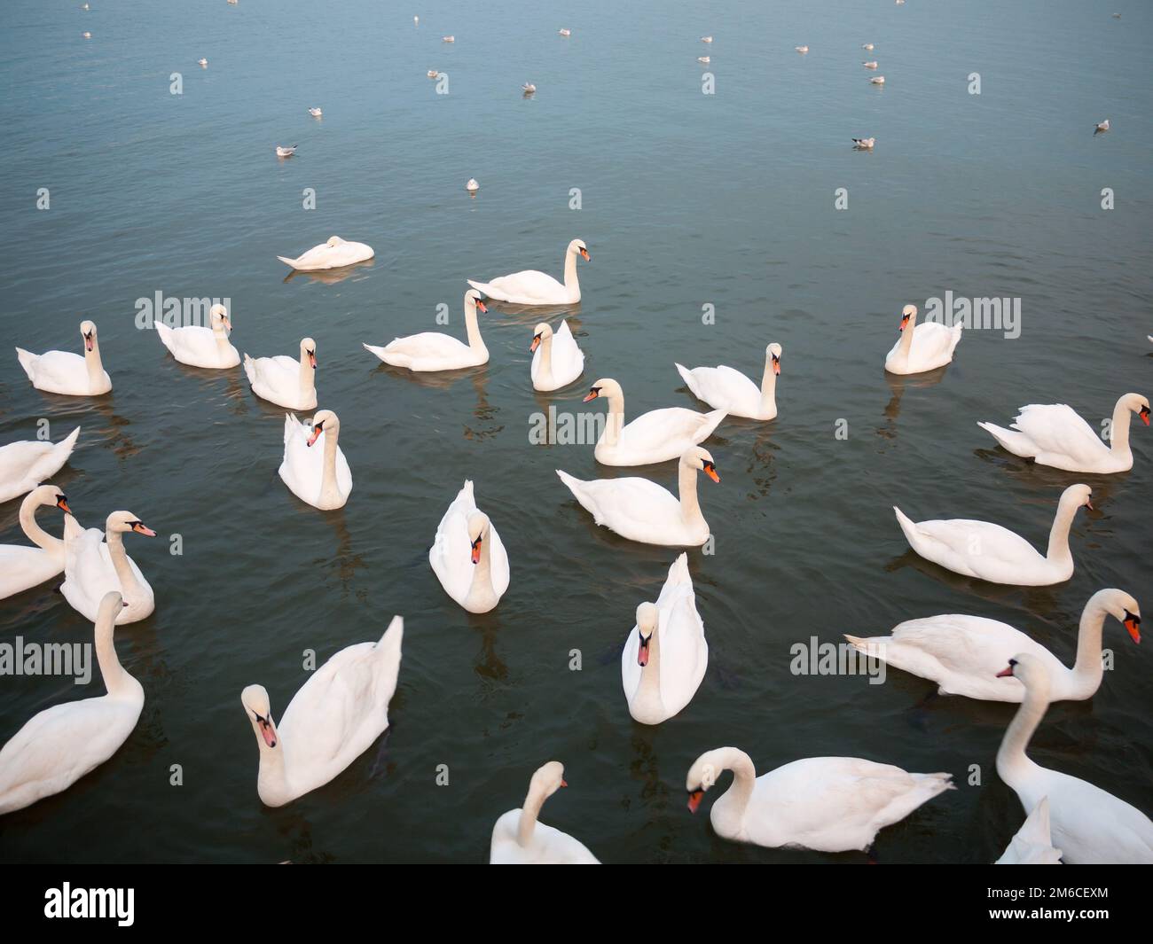 Group of white mute swans down below on water animal bird background ...