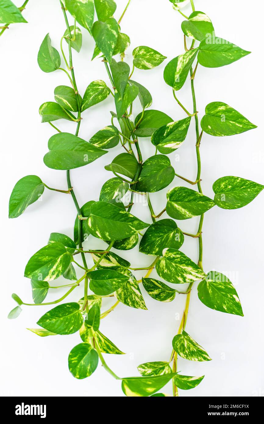 Pothos Aureus