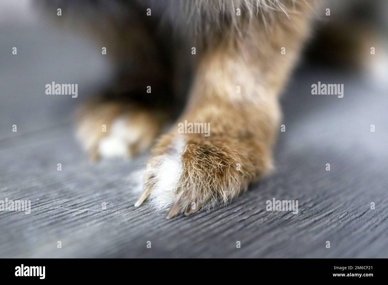 Paws of a tricolor hare close-up on gray linoleum Stock Photo - Alamy