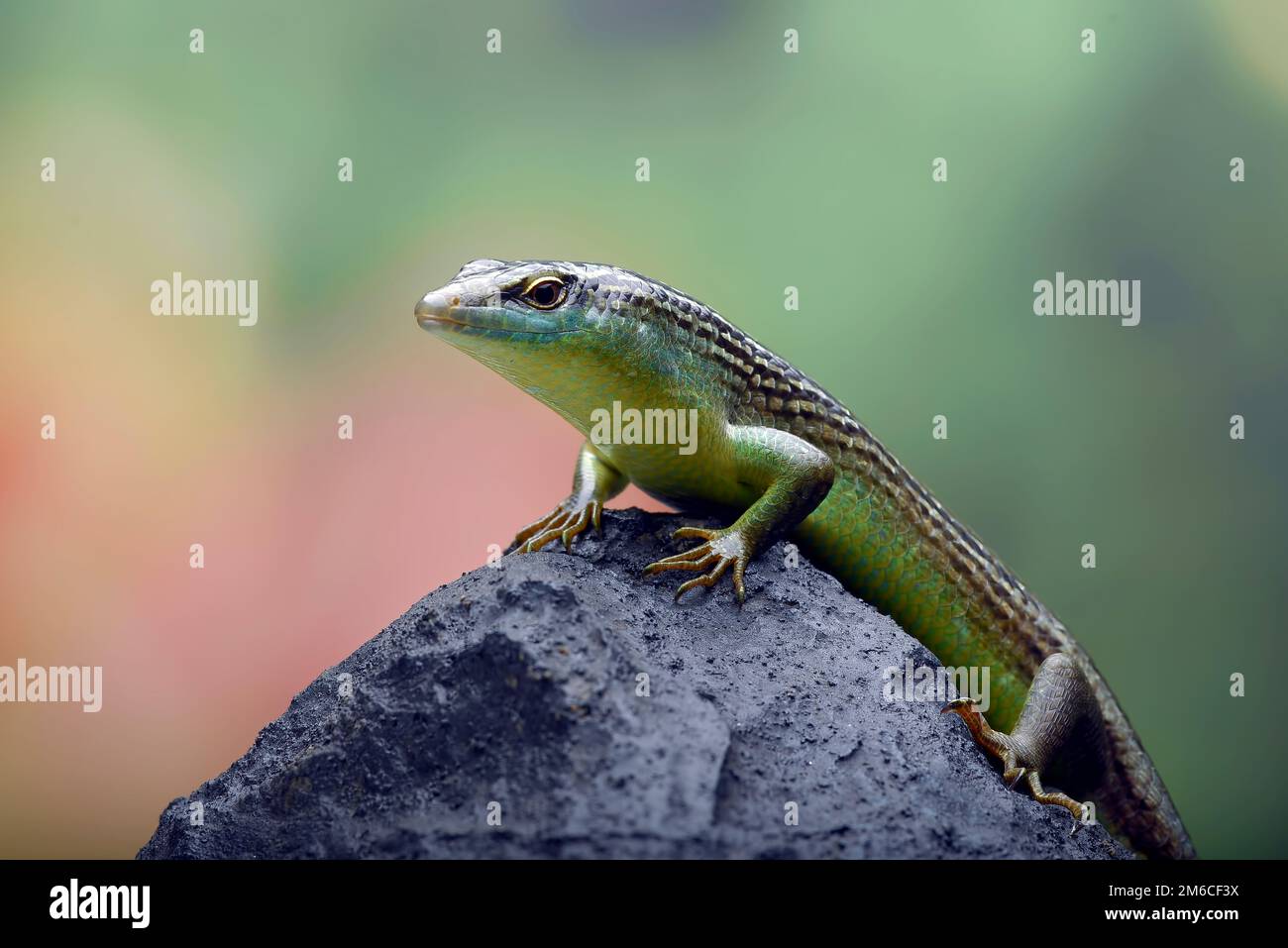 Olive tree skink on a rock Stock Photo - Alamy