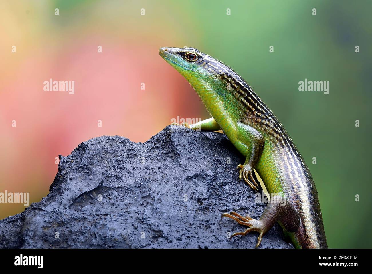 Australian native skink hi-res stock photography and images - Alamy