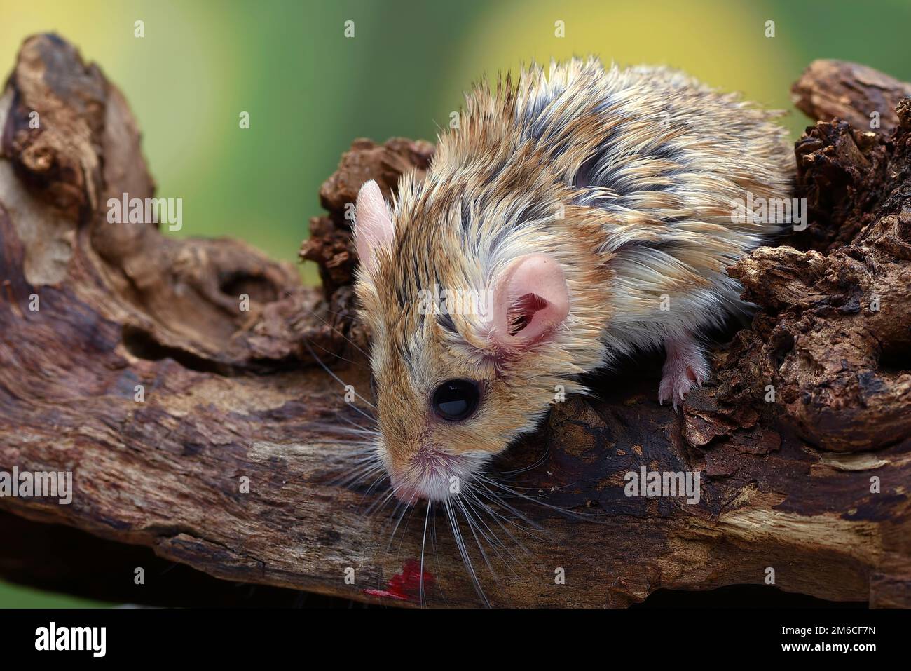 Close-up photo of Fat tailed gerbil (Pachyuromys duprasi Stock Photo ...