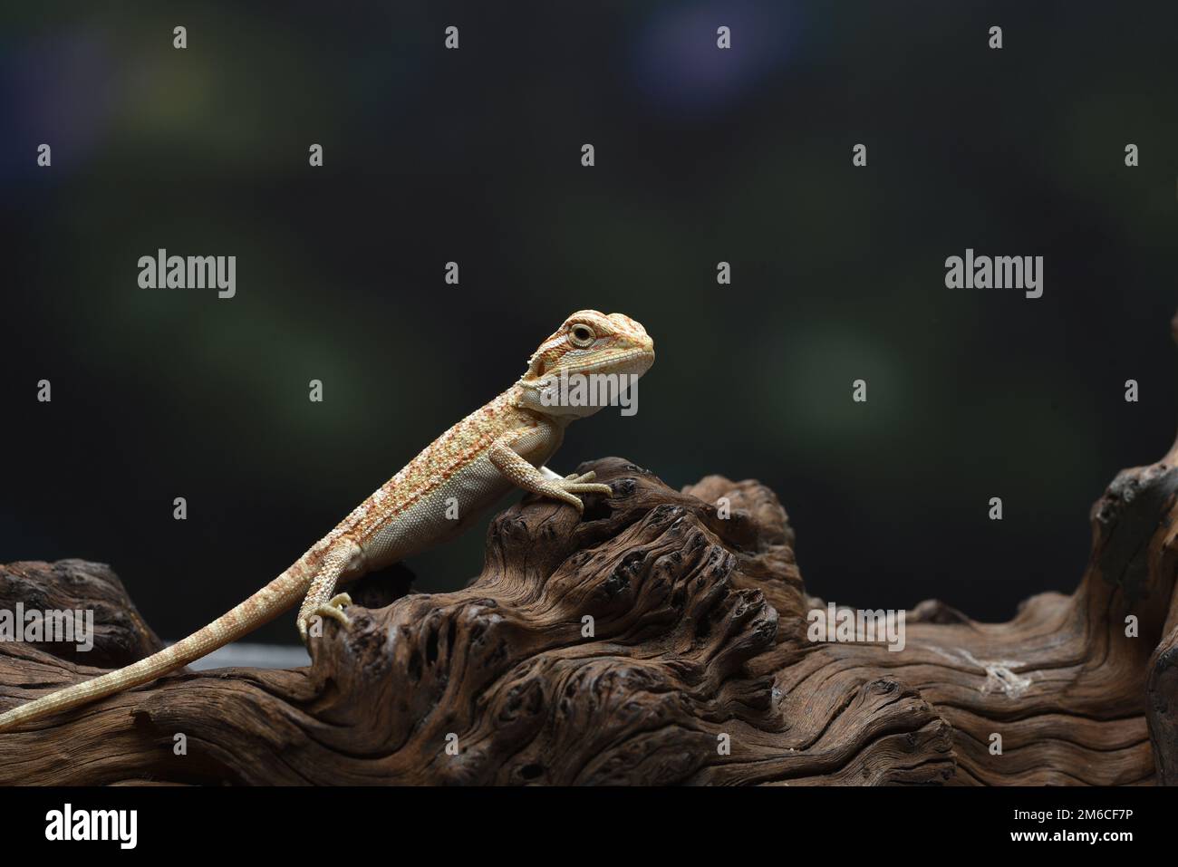 Bearded dragon on a tree Stock Photo - Alamy