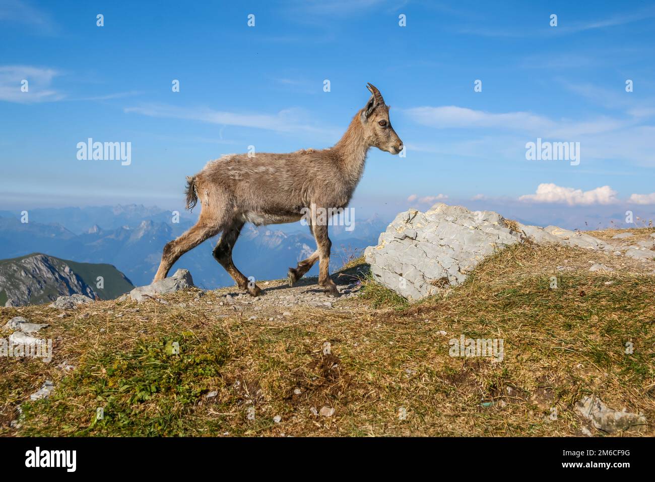 A majestic Alpine ibex standing on top of a mountain against a blue sky ...