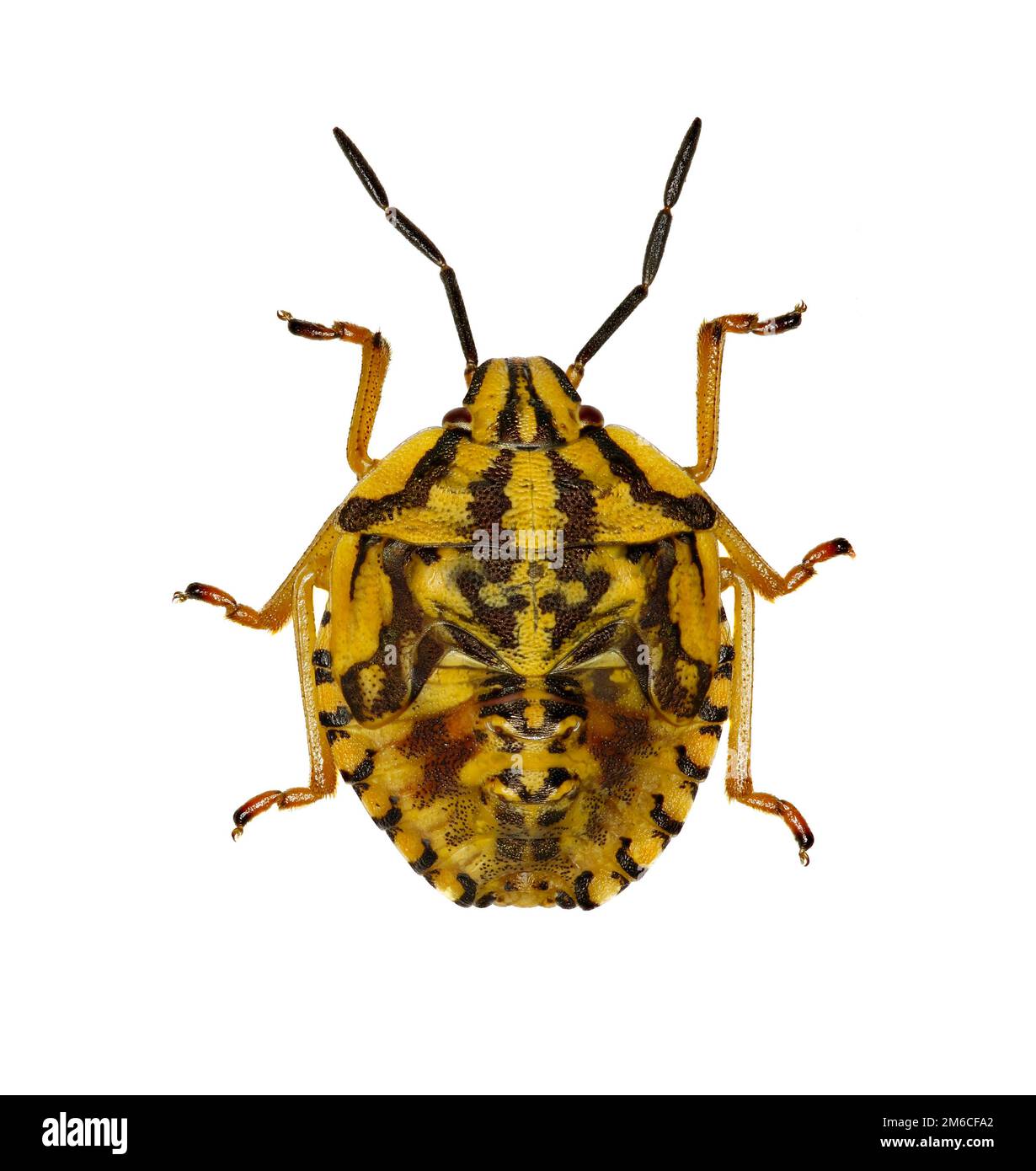 Purple Shield Bug Larva on white Background - Carpocoris purpureipennis ...