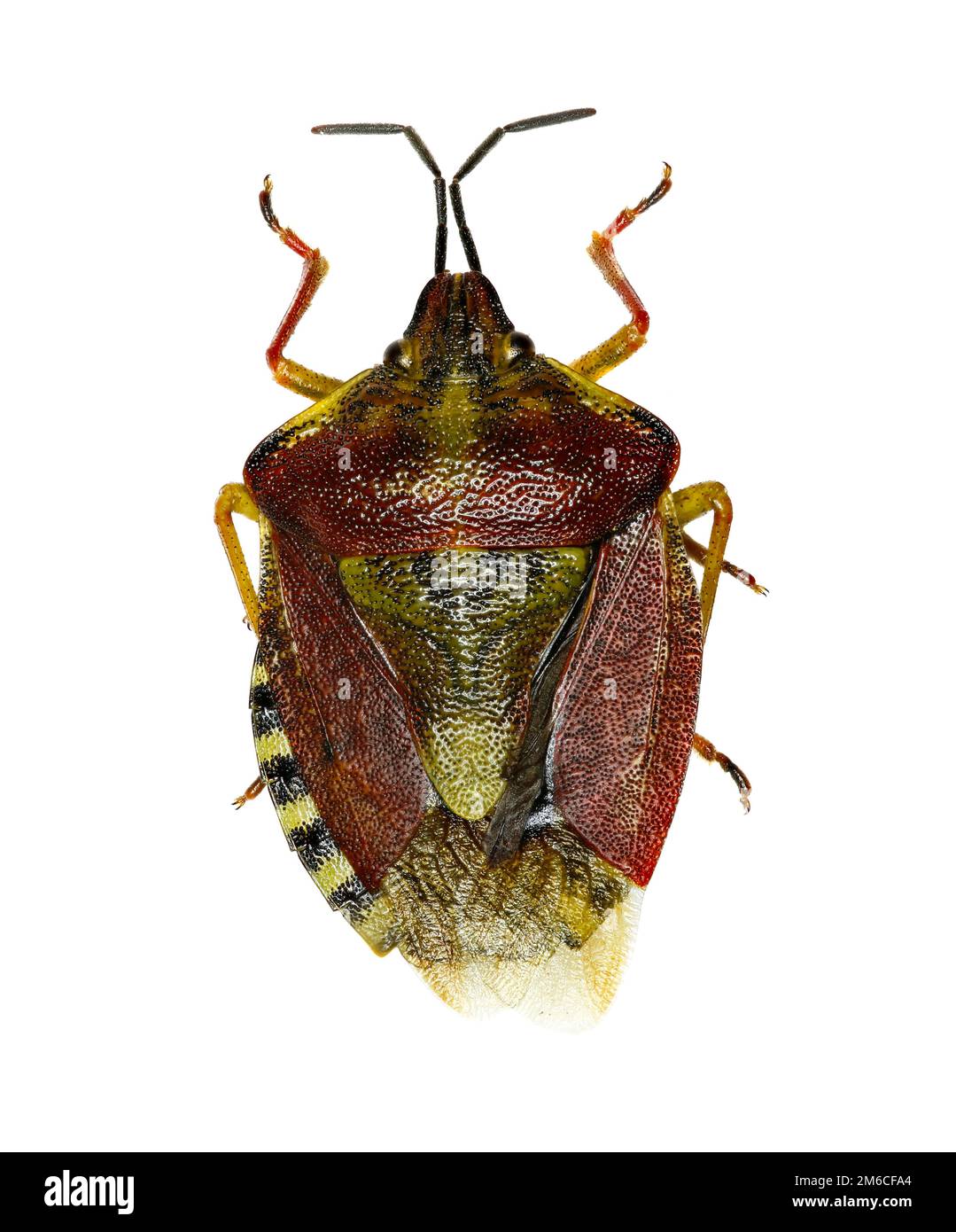 Black-shouldered Shield Bug on white Background - Carpocoris ...