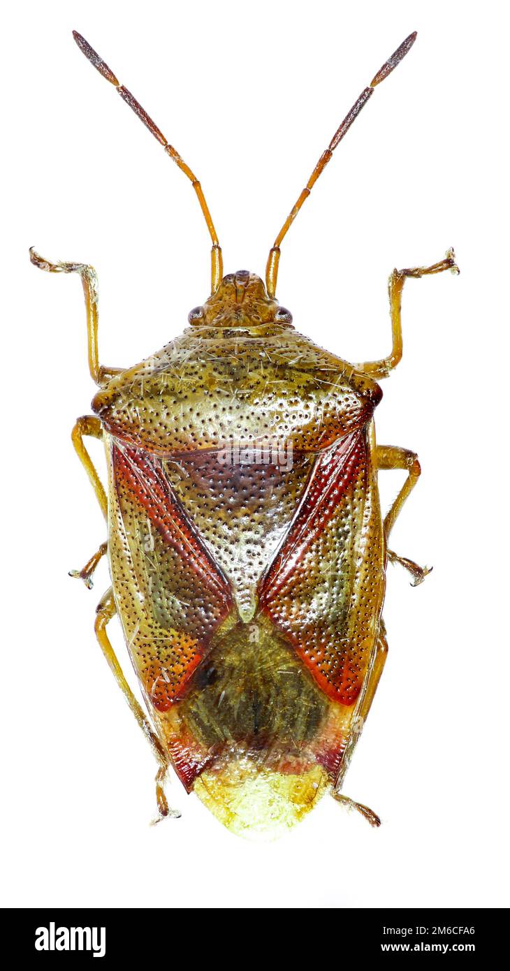 Birch Shield Bug on white Background - Elasmostethus interstinctus ...