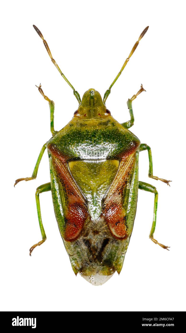 Juniper Shield Bug on white Background - Cyphostethus tristriatus ...