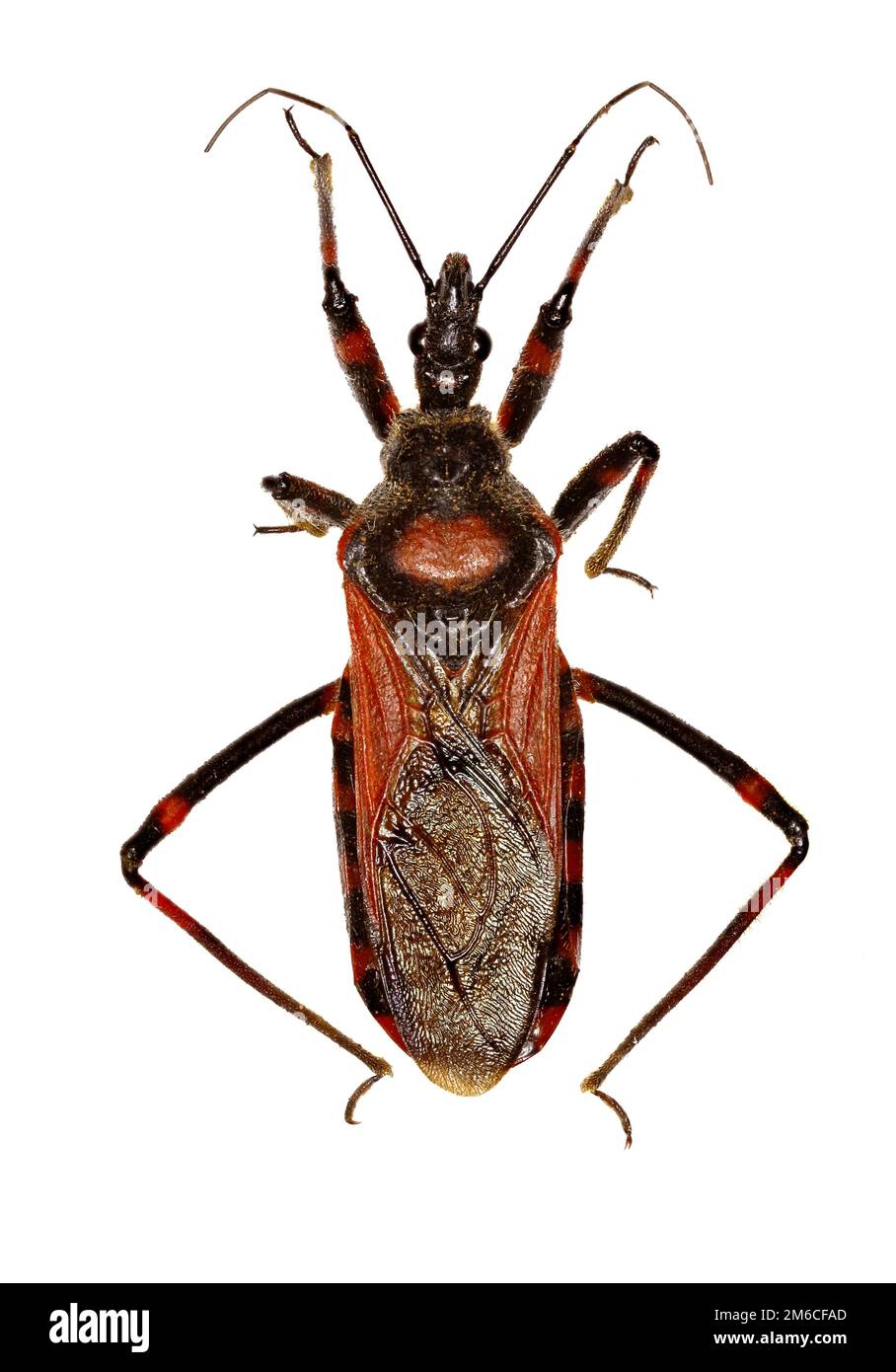 Assassin Bug Rhynocoris On White Background Rhynocoris Iracundus