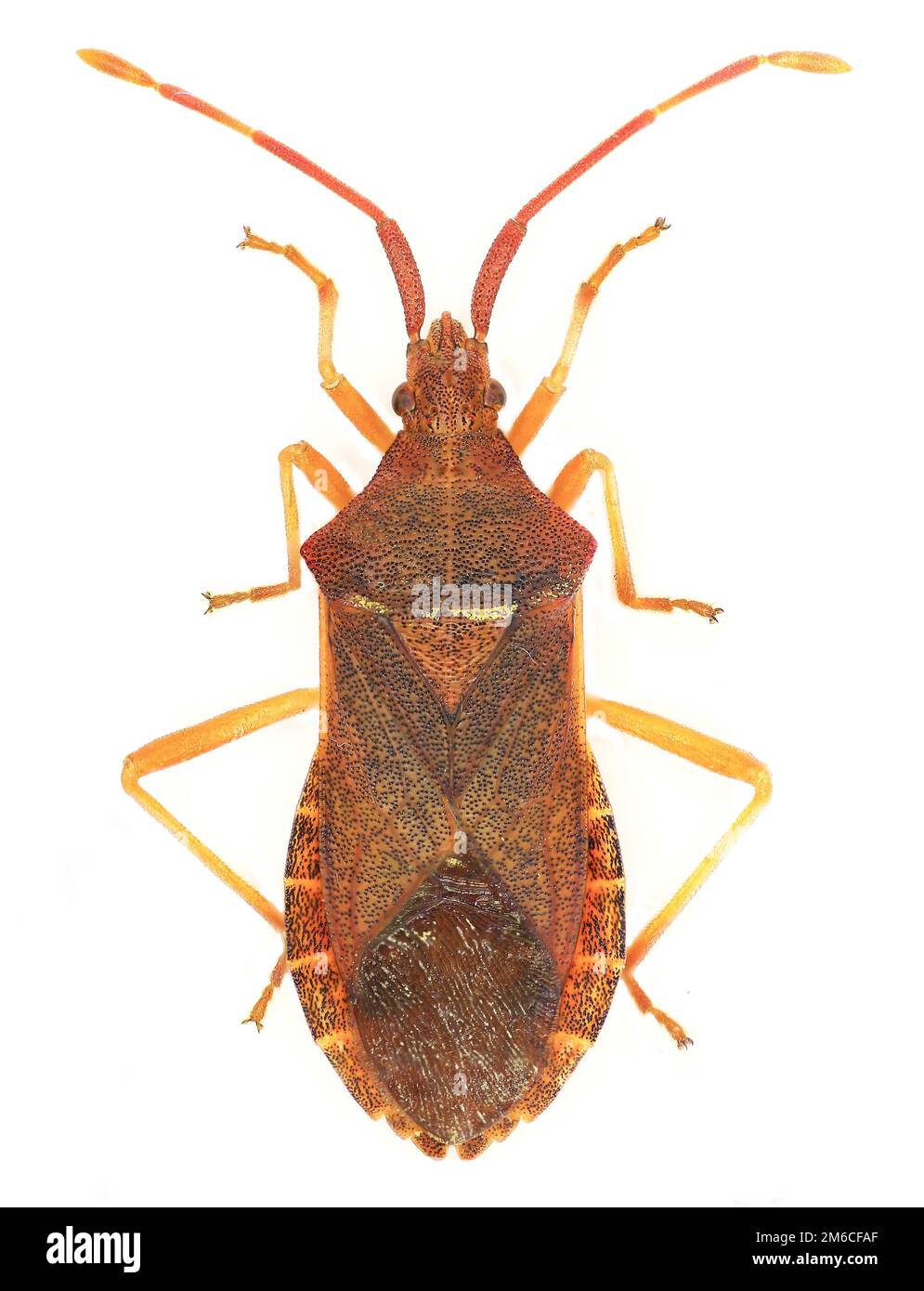 Box Bug on white Background - Gonocerus acuteangulatus (Goeze, 1778 ...
