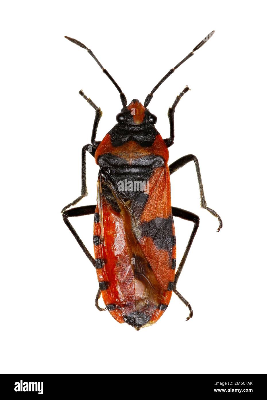Red and Black Bug on white Background - Lygaeus equestris (Linnaeus ...