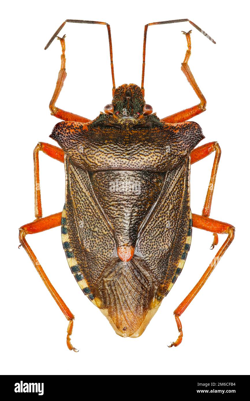 Forest bug on white Background - Pentatoma rufipes (Linnaeus, 1758 ...