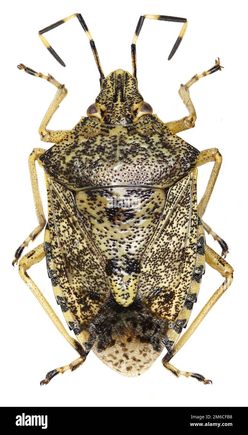 Mottled shield bug on white Background - Rhaphigaster nebulosa (Poda ...