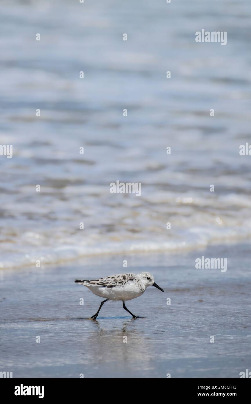 Sanderling running along California beach Stock Photo - Alamy