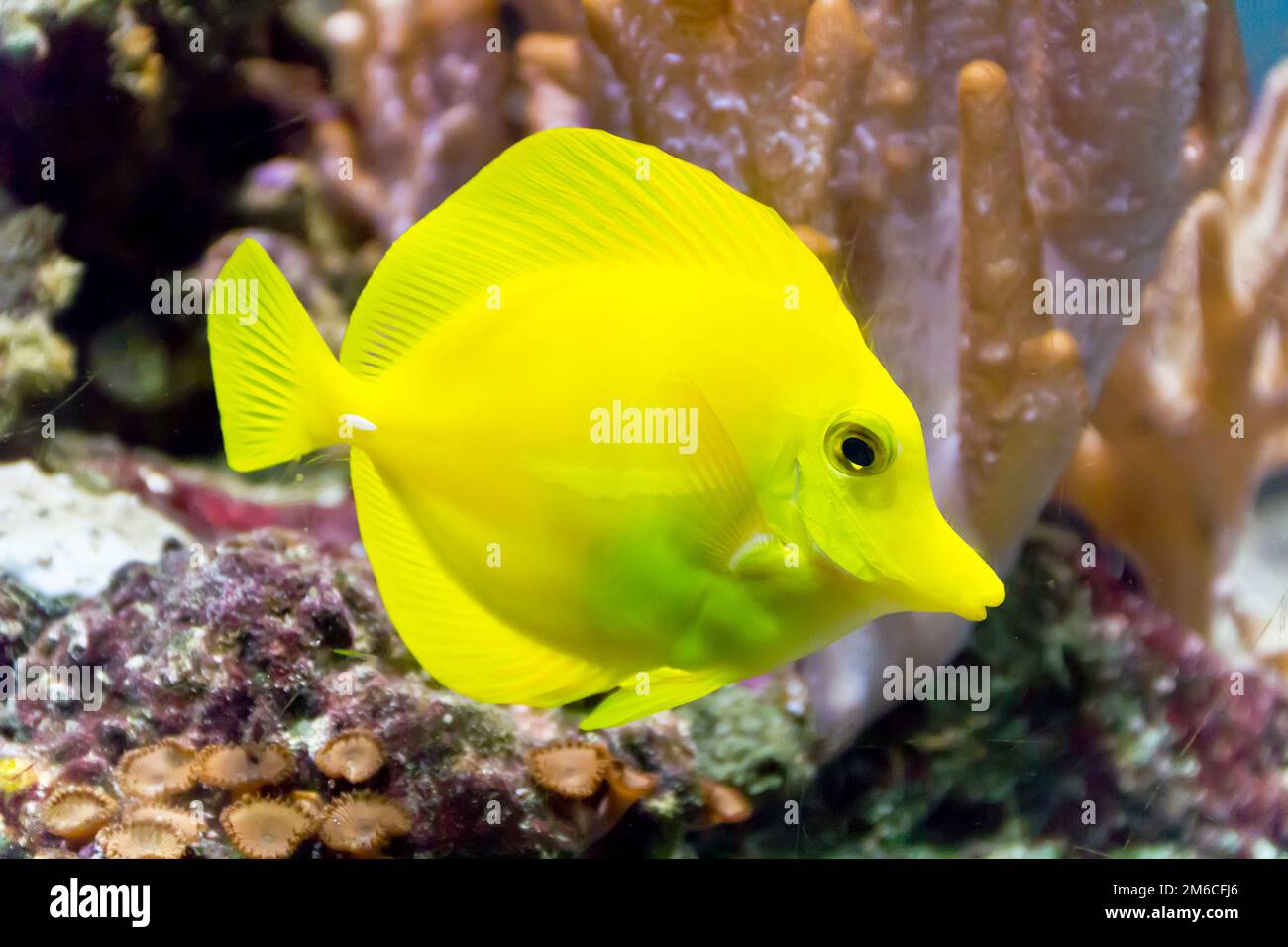 Surgeon fish on background underwater hi-res stock photography and ...