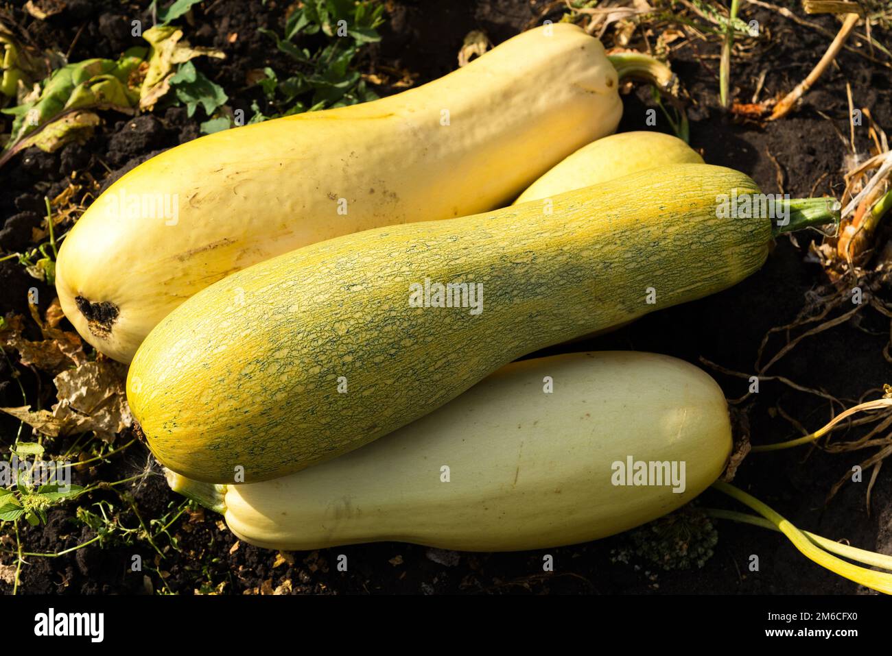 Ripe yellow zucchini lying on the earth Stock Photo - Alamy