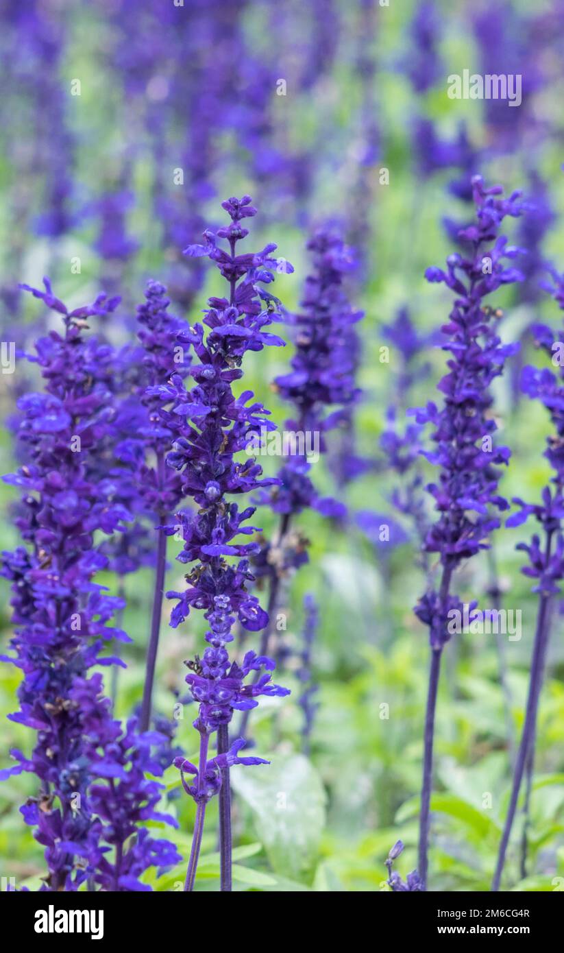 Violet bloom up close hi-res stock photography and images - Alamy
