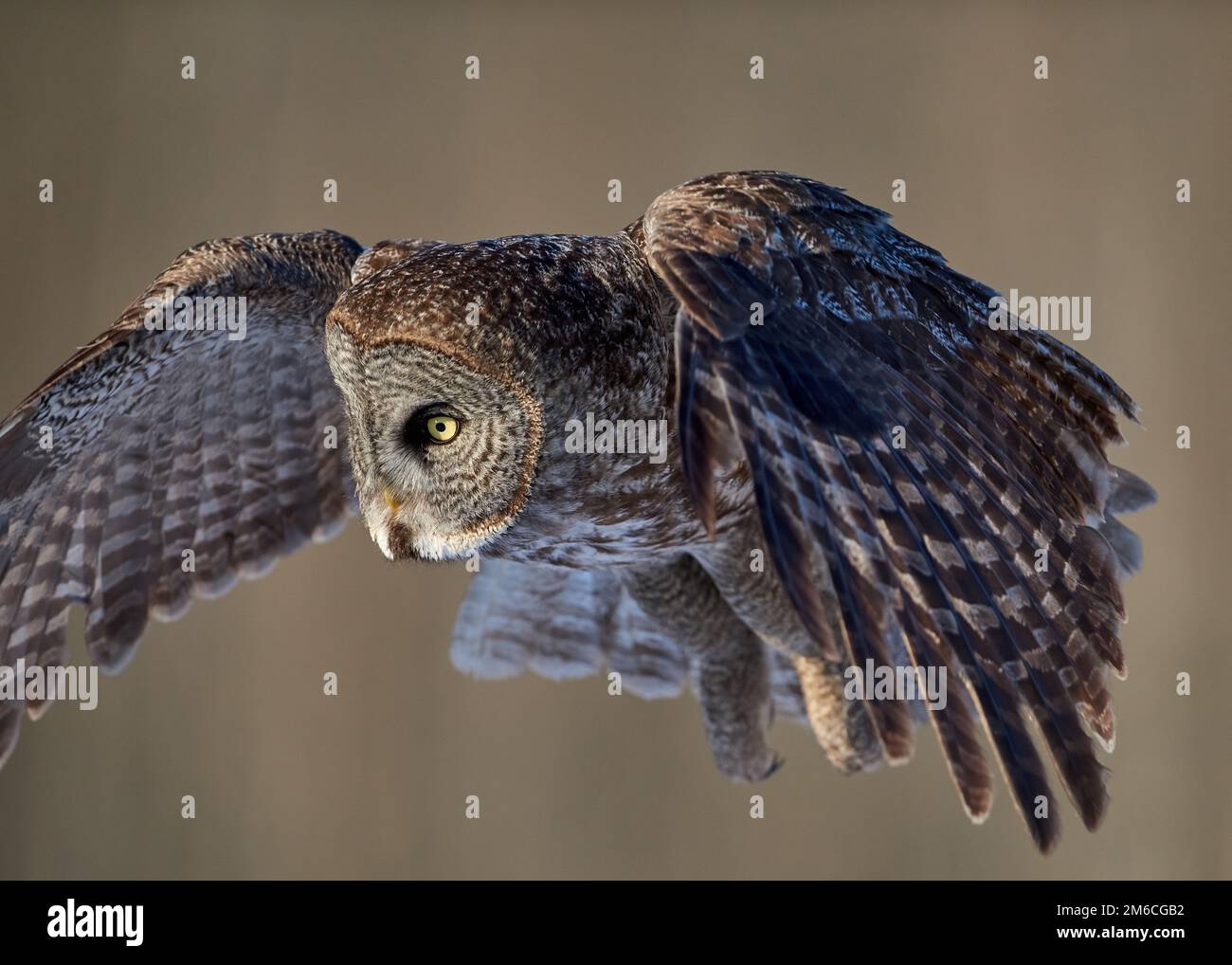A portrait of a Great grey owl flying with blur background in the ...