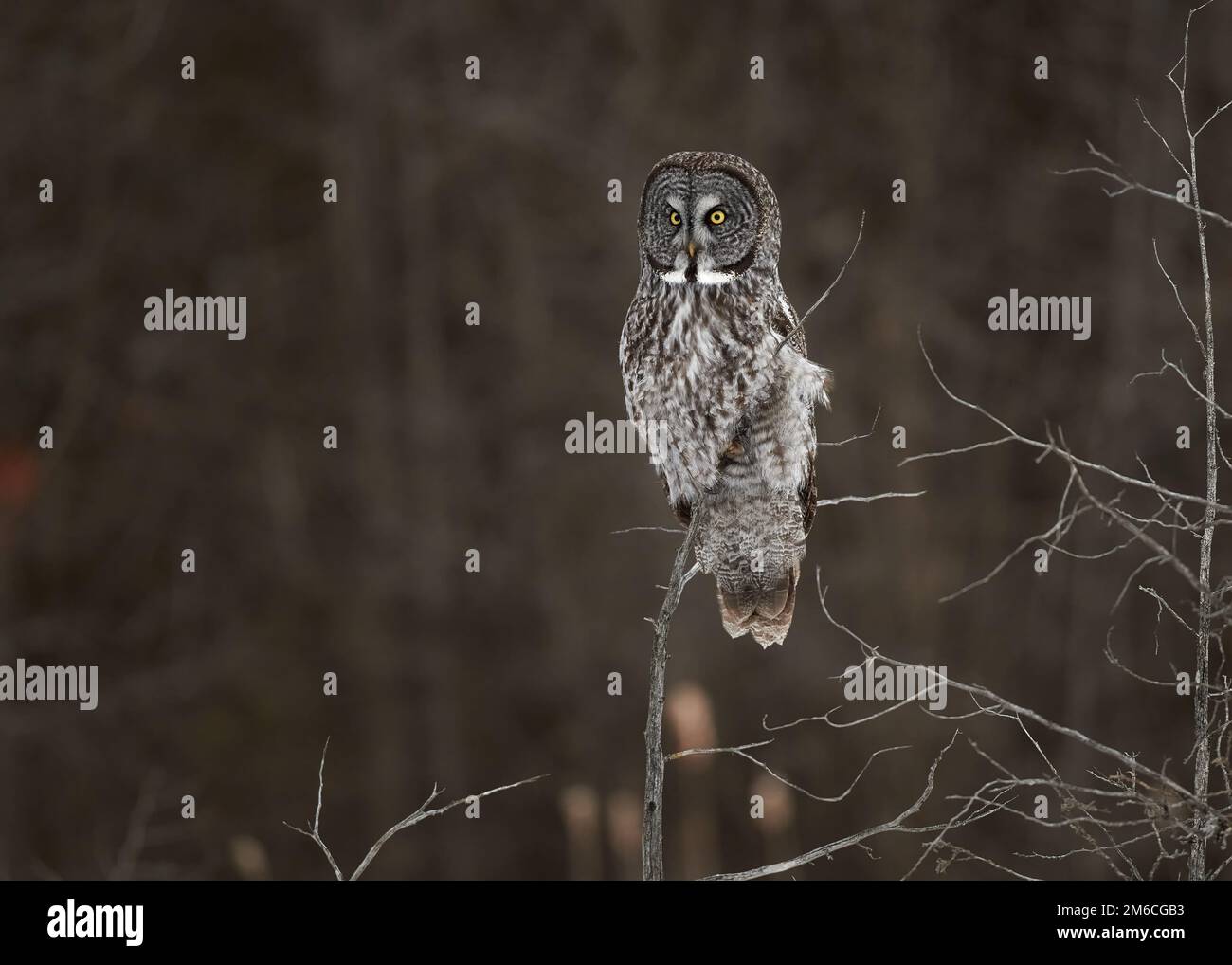 A portrait of a Great grey owl perching on twigs tree with blur ...