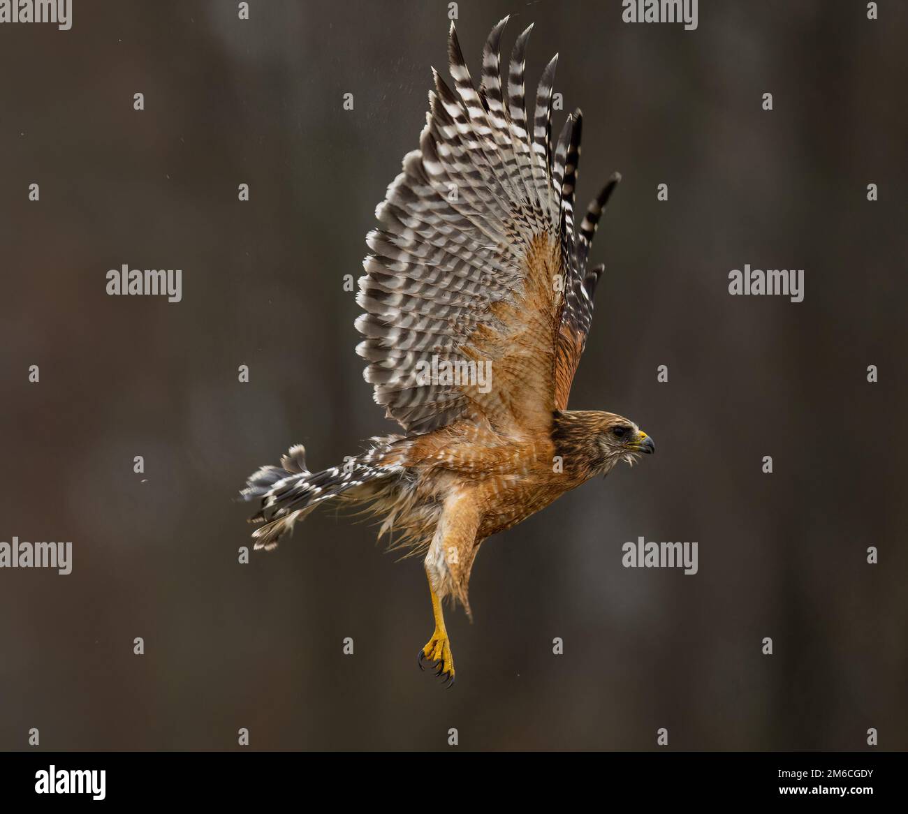 A Red-shouldered Hawk flying with blur background, closeup shot Stock ...