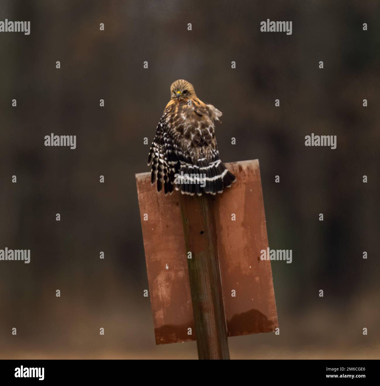 A back shot of a Red-shouldered Hawk standing on metal pole with blur ...