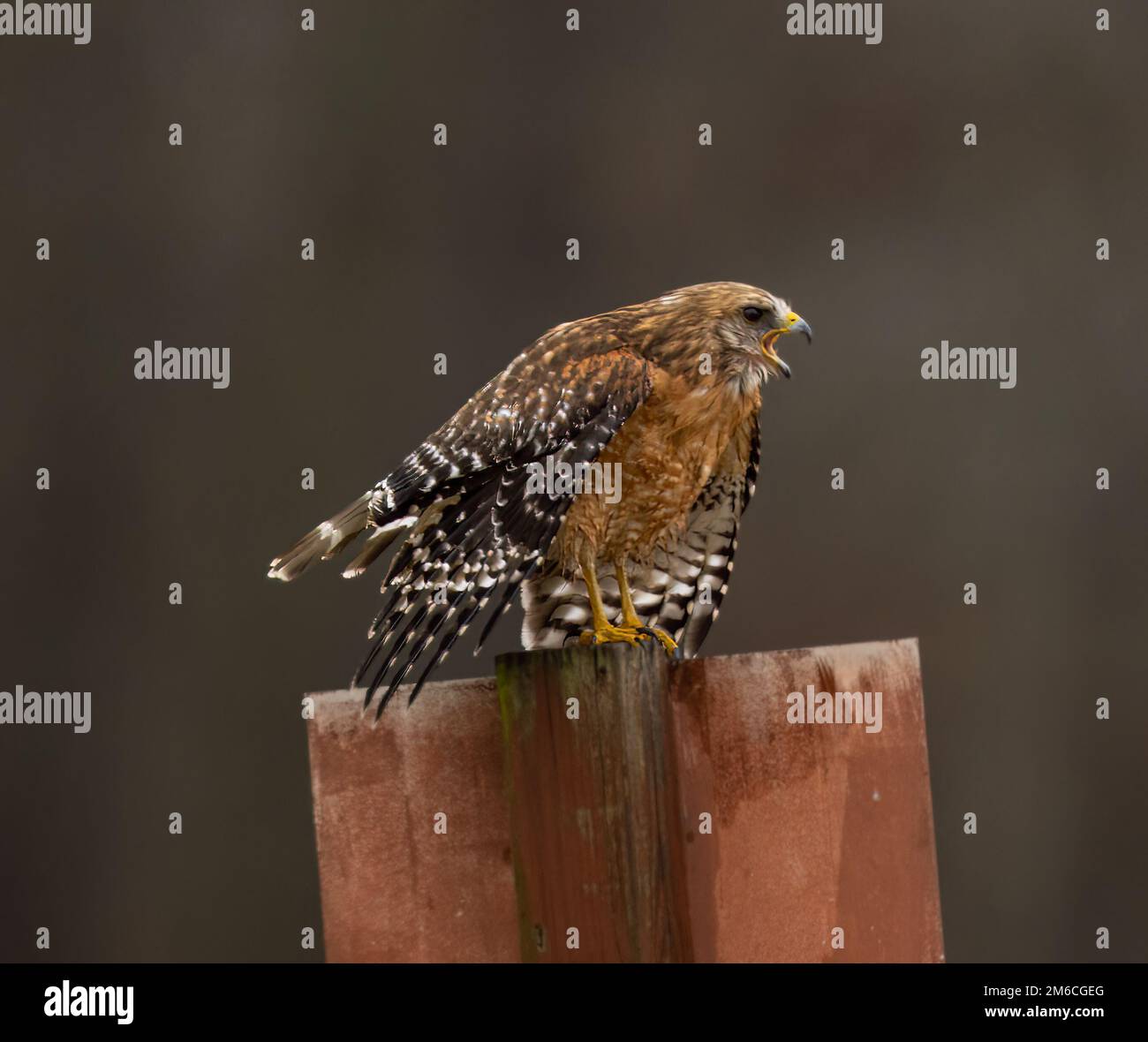 A Red shouldered Hawk standing on metal pole with blur background Stock ...