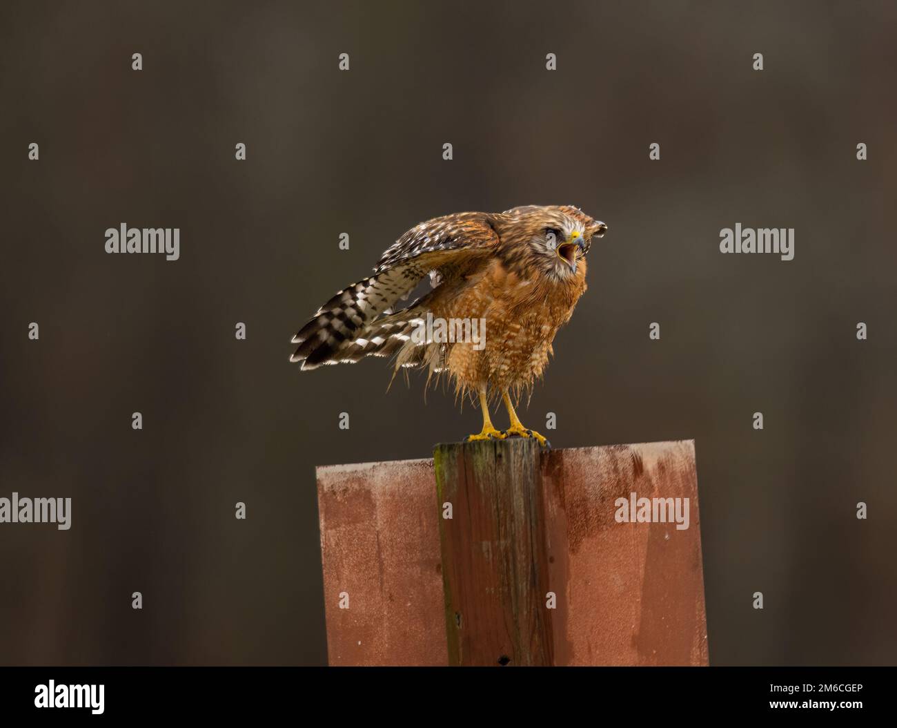 A sad Red-shouldered Hawk standing on metal pole with blur background ...