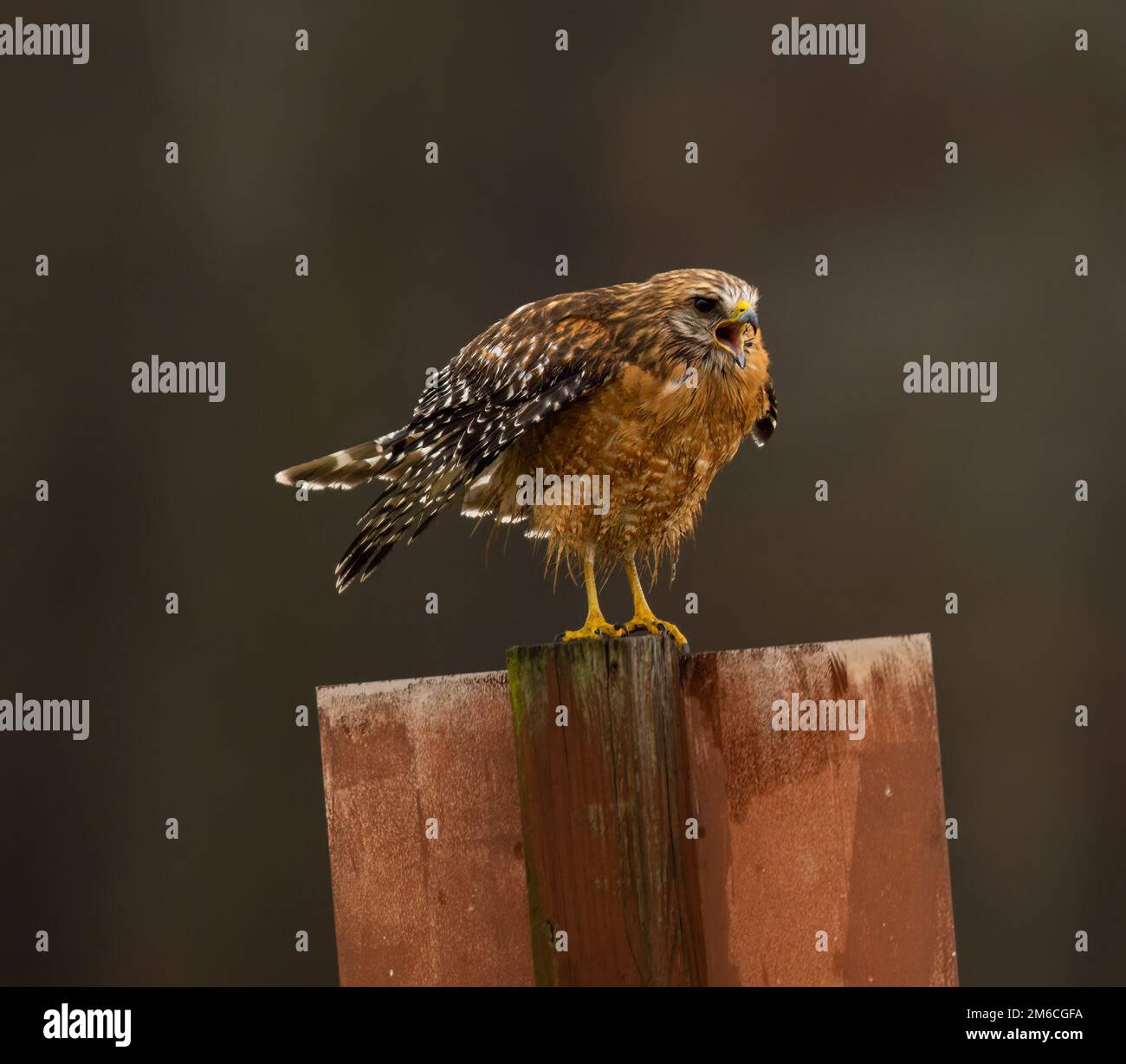 A small Red-shouldered Hawk standing on a metal pole with blur ...