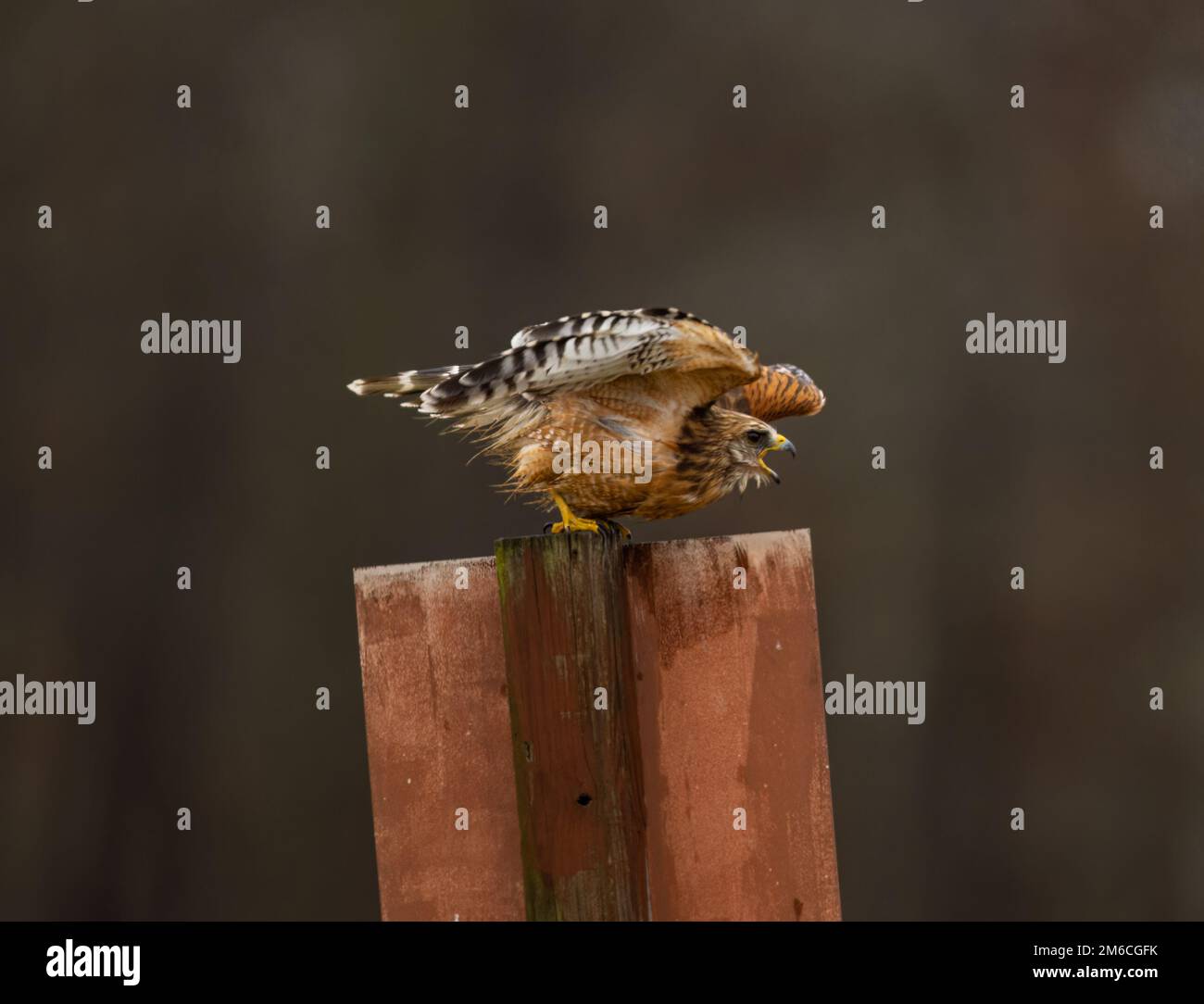 A sad Red-shouldered Hawk standing on metal pole with blur background ...