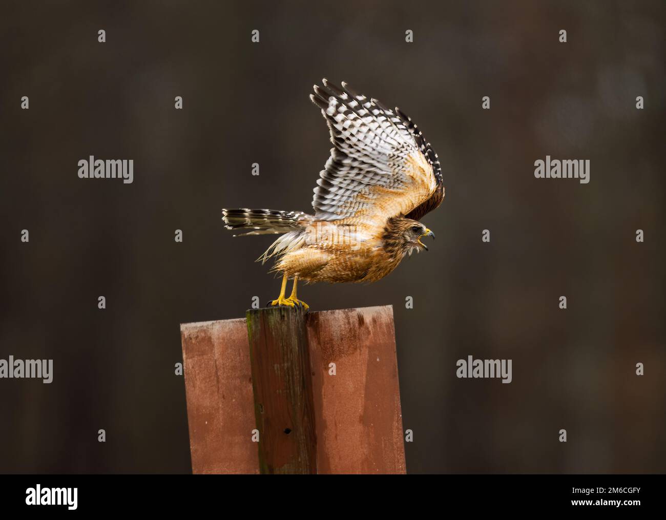 A sad Red-shouldered Hawk ready to fly on metal pole with blur ...