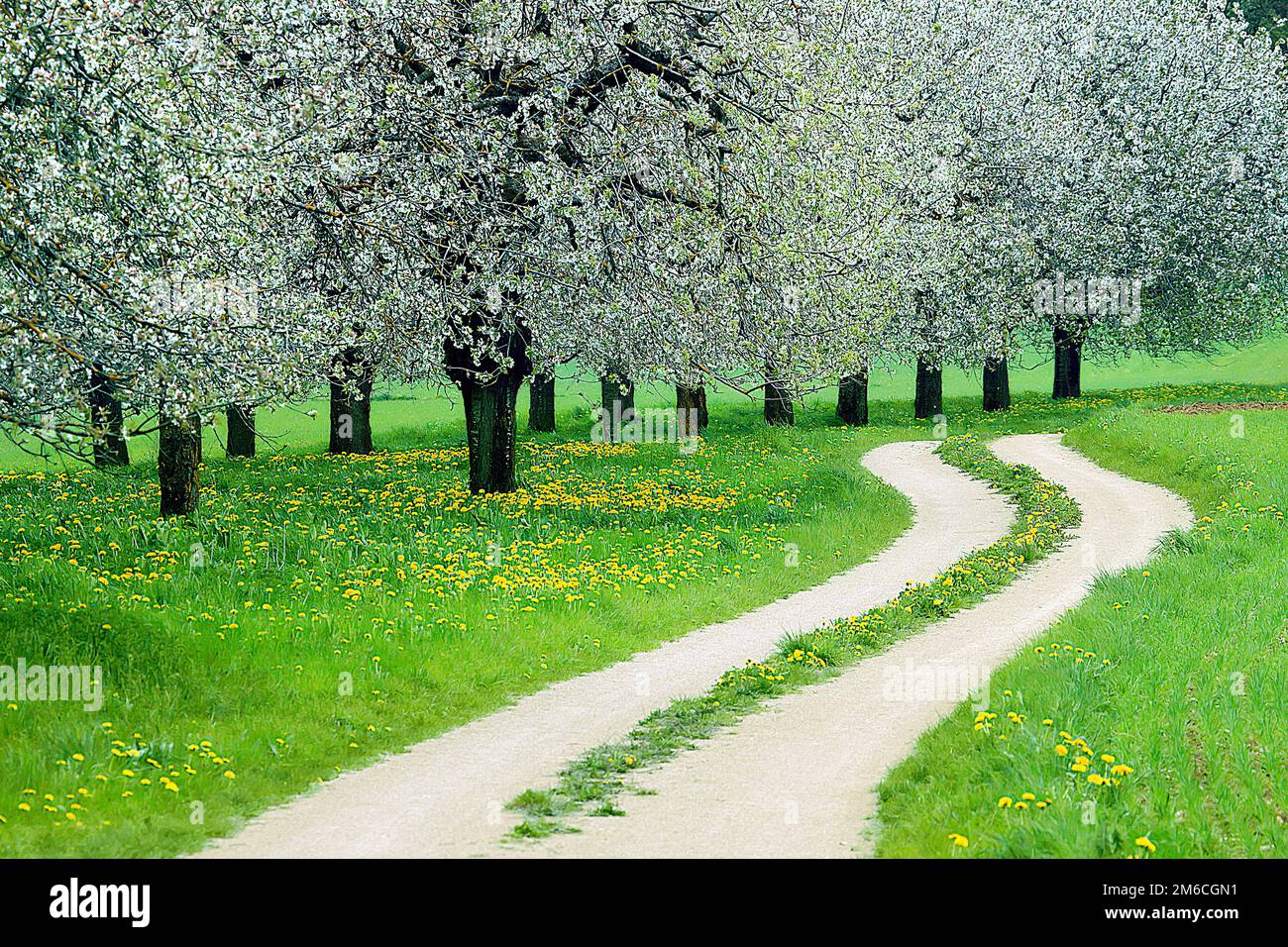 Field path in spring Stock Photo - Alamy