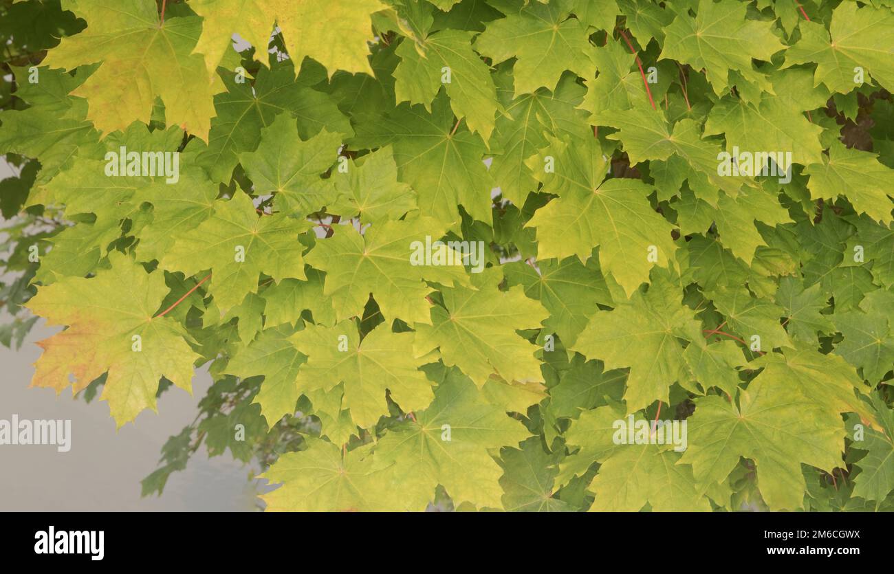 The background. - Early autumn motive. Maple leaves start to turn ...