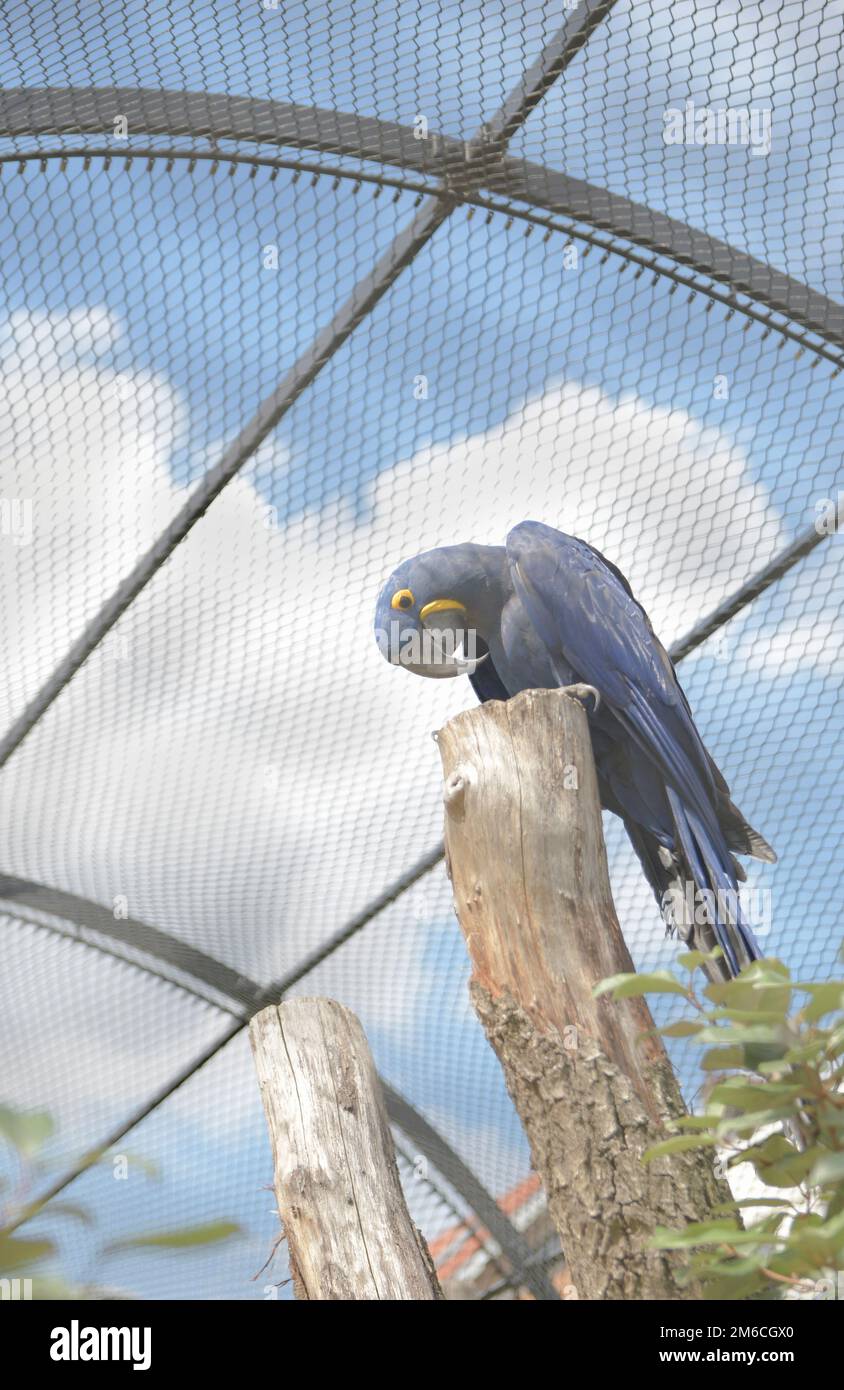 The hyacinth macaw or hyacinthine macaw or blue macaw. (Anodorhynchus ...