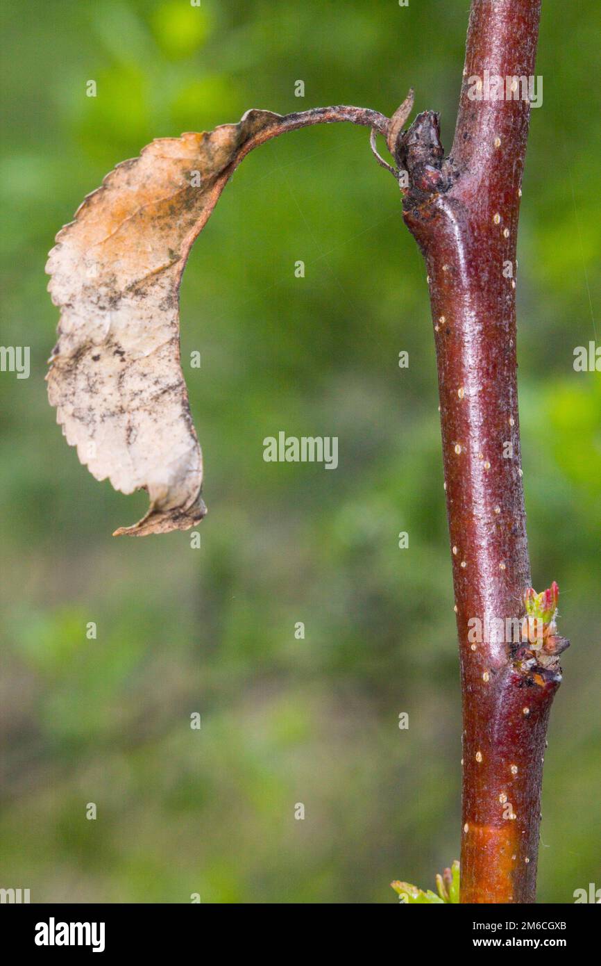 Birch branch hi-res stock photography and images - Alamy