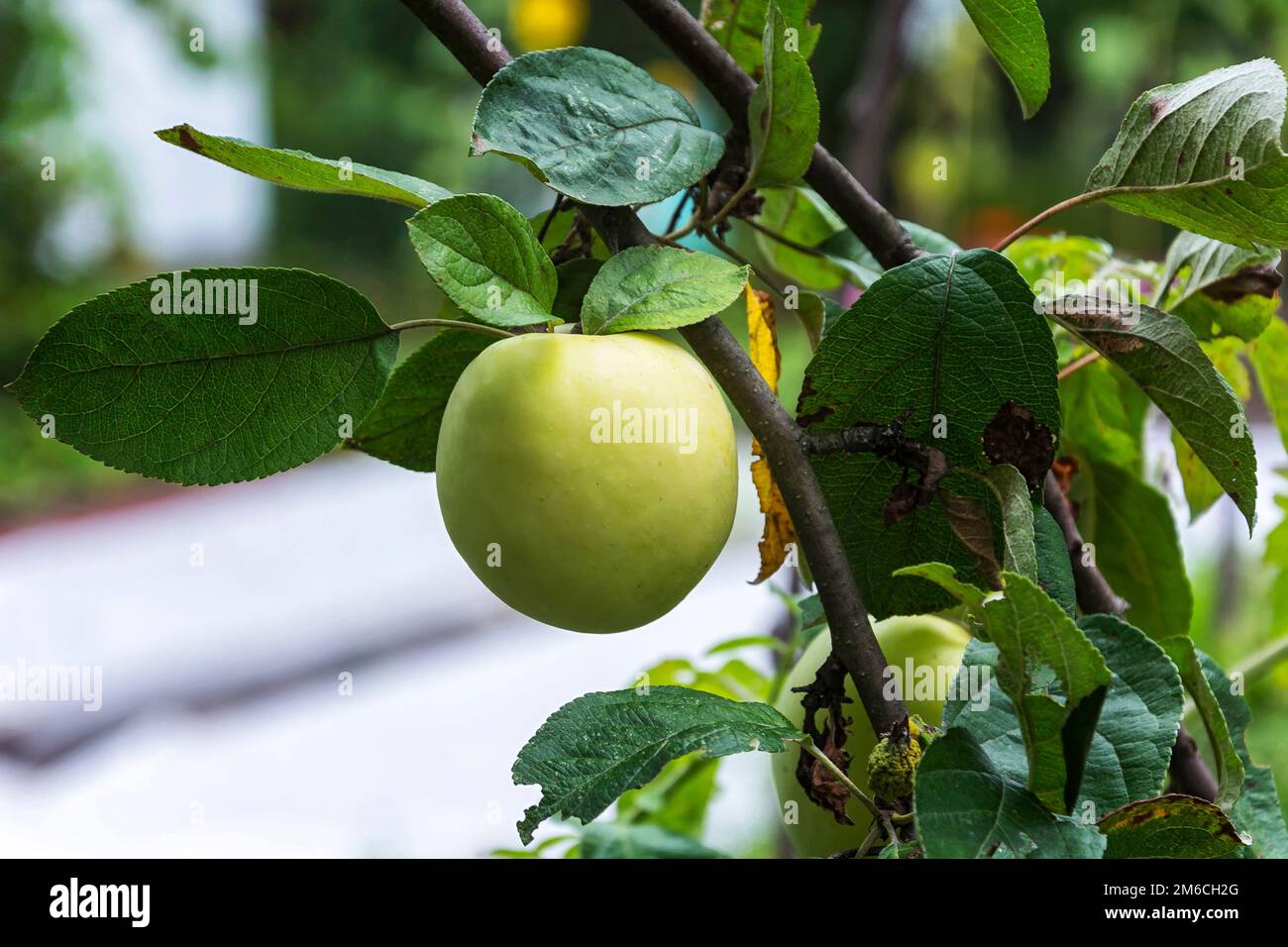 Hanging apple hi-res stock photography and images - Alamy