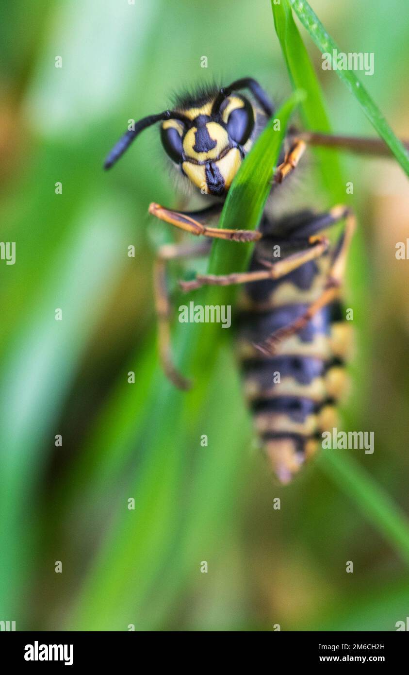 Close up of a Wasp trying to climb a blade of grass Stock Photo - Alamy