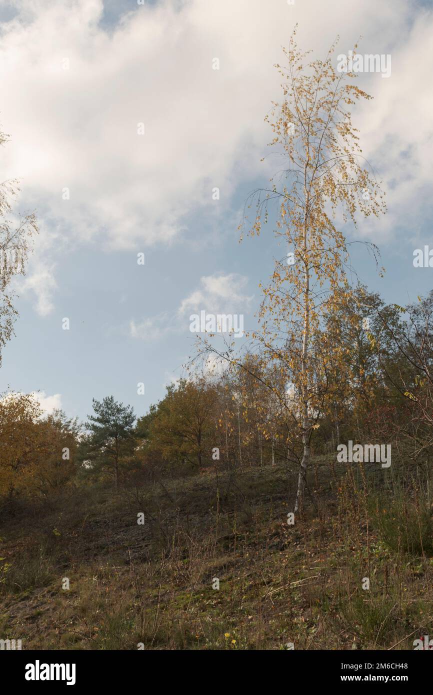 Autumn classic landscape, birch with yellow leaves on a background of ...
