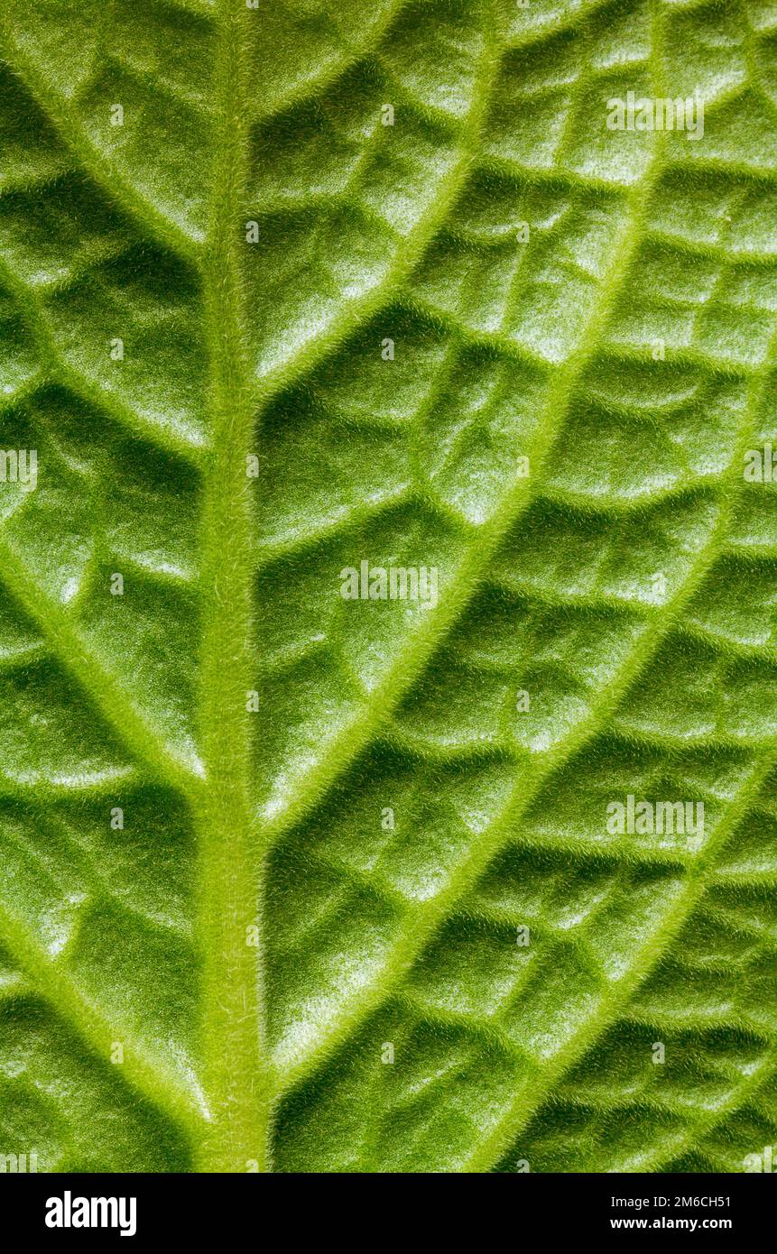Inside leaf wall hi-res stock photography and images - Alamy