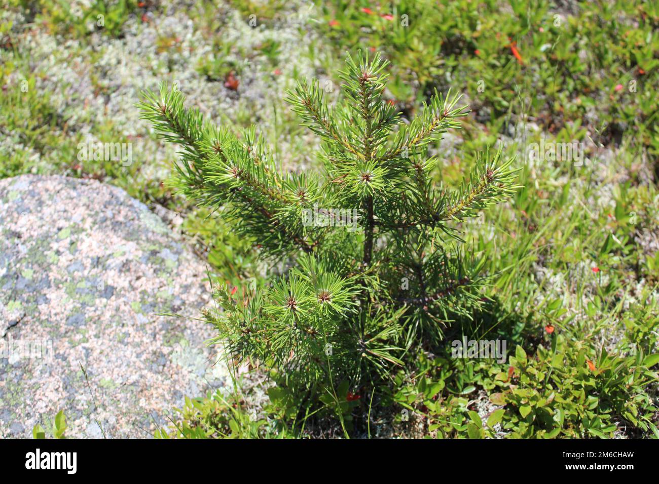 Young pitch pine tree seedling on Gorham Mountain at Acadia National Park in Maine Stock Photo ...