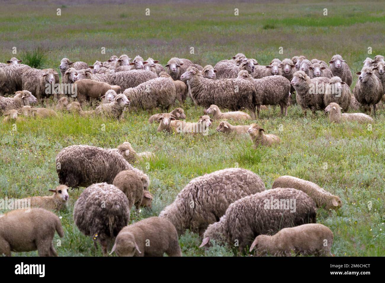 Sheep land hi-res stock photography and images - Alamy