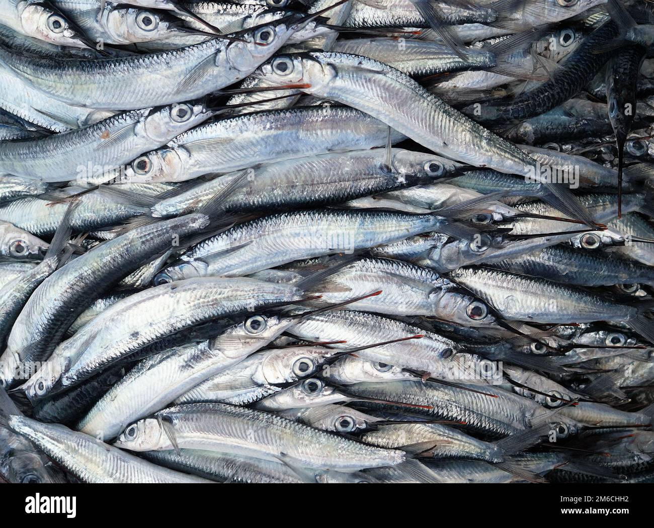Caughtfish hi-res stock photography and images - Alamy