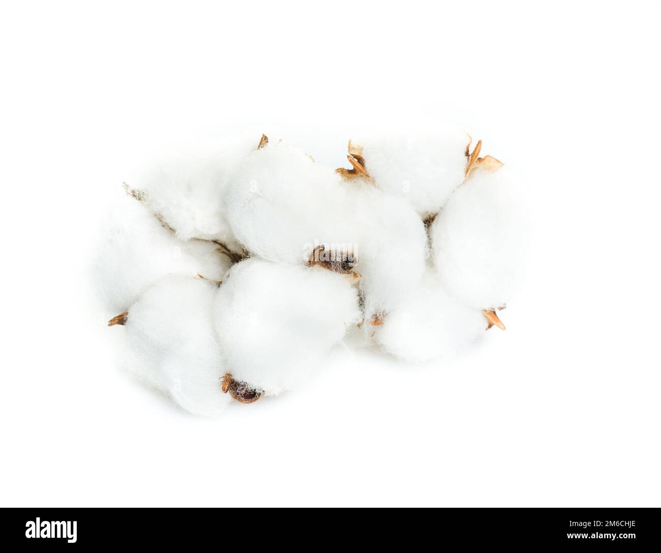 Cotton plant flower isolated on white background Stock Photo - Alamy