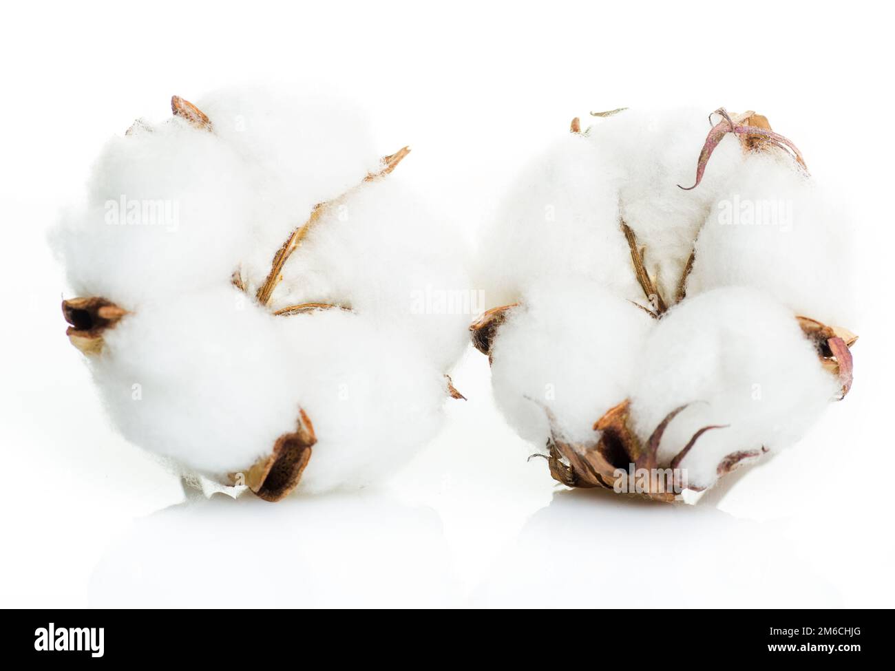 Cotton plant flower isolated on white background Stock Photo - Alamy