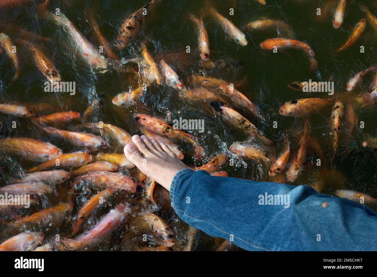 Beautiful river goldfish hi-res stock photography and images - Alamy