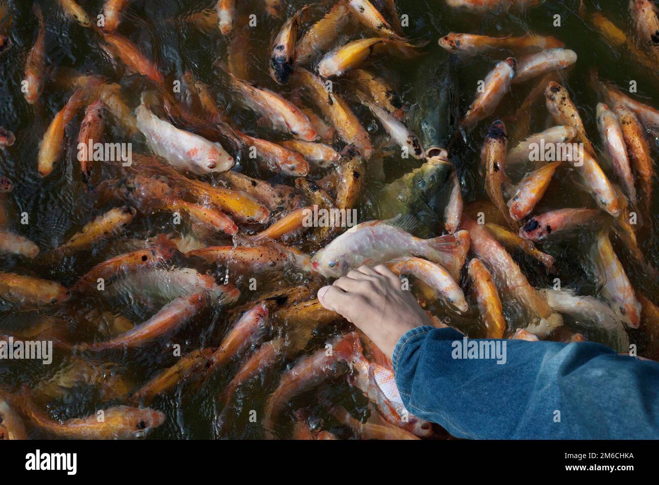 Beautiful river goldfish hi-res stock photography and images - Alamy
