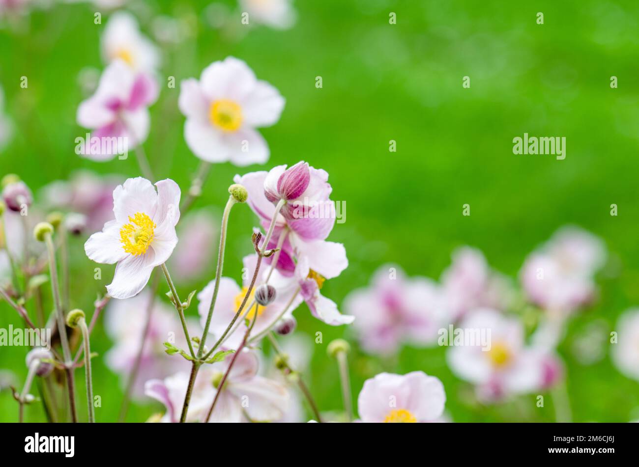 Close up depth of field flower hi-res stock photography and images - Alamy