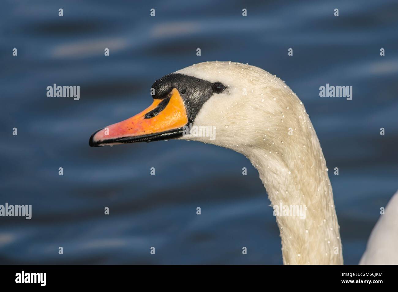 Olorin hi-res stock photography and images - Alamy