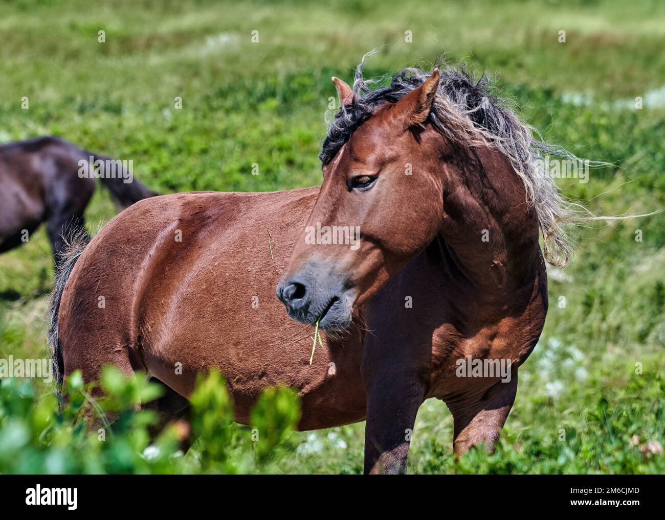 Sable horse hi-res stock photography and images - Alamy